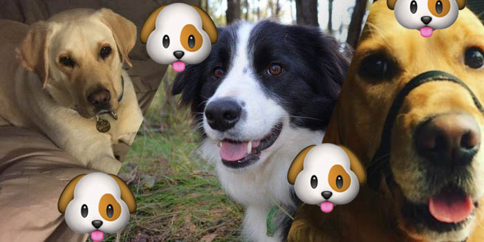 Meet Some of the Very Good Doggos Helping Students Around the Country ...