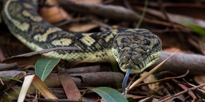Poor Snake Goes to Prison Rehab After Becoming Addicted to Ice ...