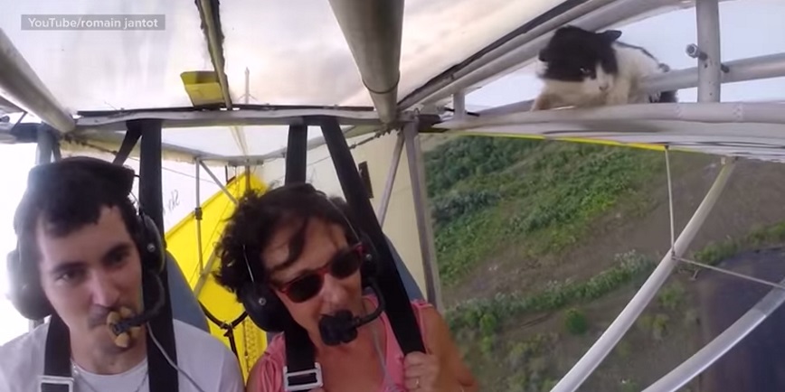 Watch This Cat Go Full Tom Cruise By Hanging Onto A Glider · Student ...