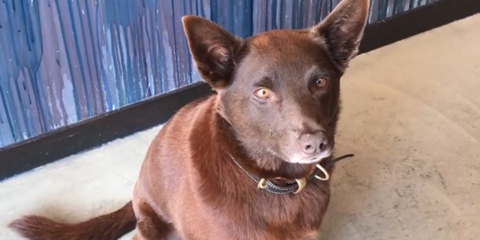 We Interviewed A Doge: Meet The Canine Star Of "Red Dog: True Blue ...