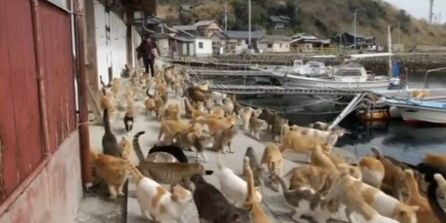 An Army Of Cats Has Taken Over An Island In Japan · Student Edge News