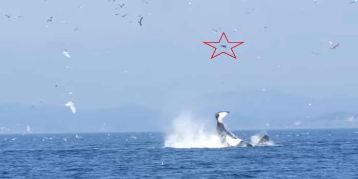 You'll Believe A Seal Can Fly (After Watching A Whale Hurl It 25m Into ...