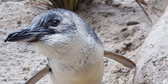 New Zealand's Naughtiest Penguin Has Been Exposed for Stealing and ...