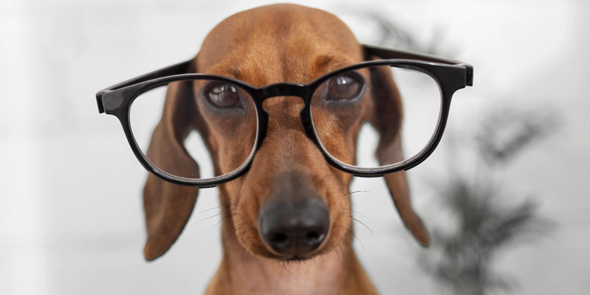 Wanna Go to Therapy with Animals? The RSPCA and Headspace Have Partnered Up