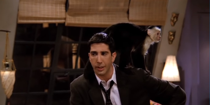 That Monkey From "Friends" Is Still Going Strong and Returning to ...