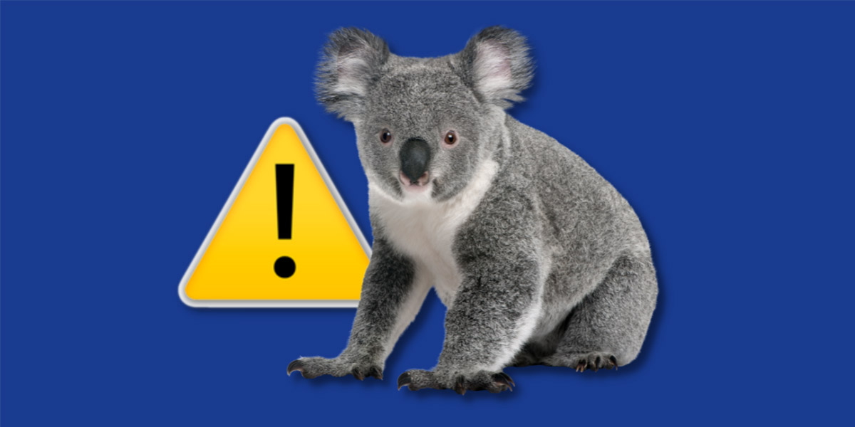 Koalas Are Now an Endangered Species—How Did This Happen?