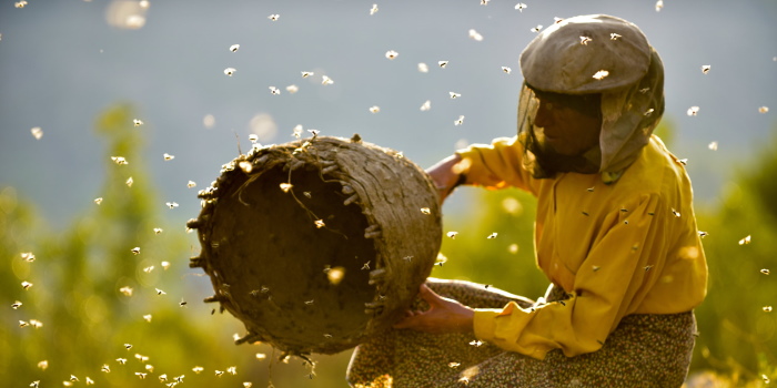 Movie Review: Give Bees a Chance in the Excellent "Honeyland" · Student ...