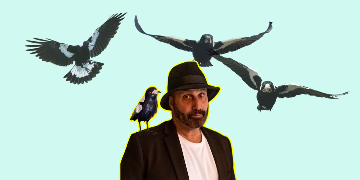 Meet The Magpie Man: Australia’s Expert At Avoiding The Swoop