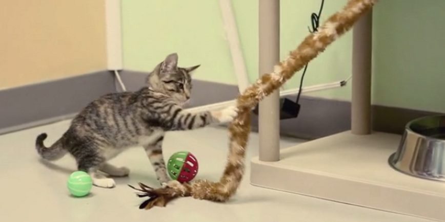 Let The iPet Companion Play With Your Pets For You · Student Edge News