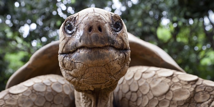 A Tortoise Escaped a Japanese Zoo and Was Found 140 Metres Away Two ...