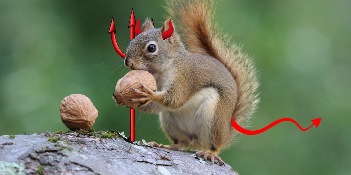 There's an Angry Squirrel in NYC and It's Already Attacked at Least ...