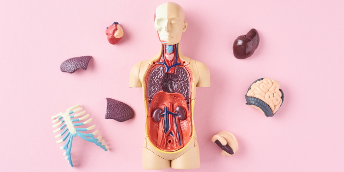 Here’s What Happens to Your Body When You’re an Organ Donor · Student ...
