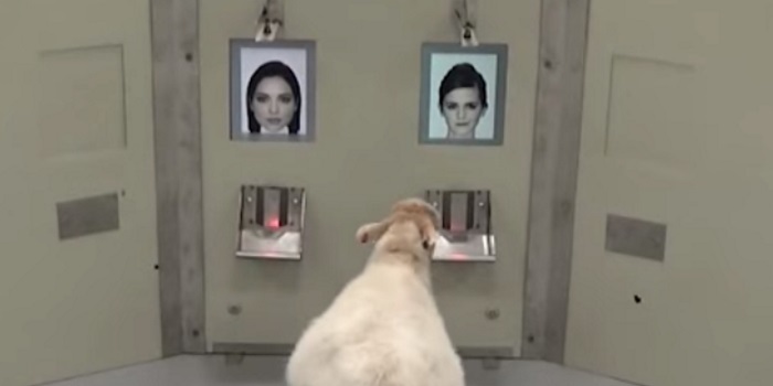 Wake Up, Sheeple: Science Just Proved Sheep Can Recognise Celebrity ...