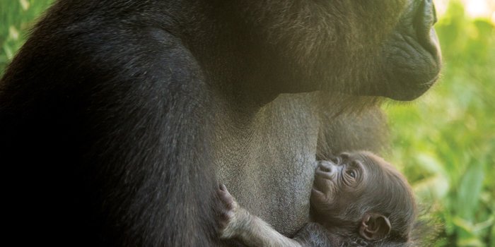 Harambe Is Dead, Long Live Harambe: Internet Tries To Name Baby Gorilla ...