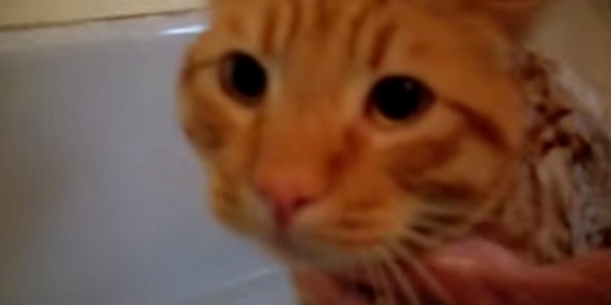 Let This Cat's Screams Be Your Nightmare Fuel · Student Edge News